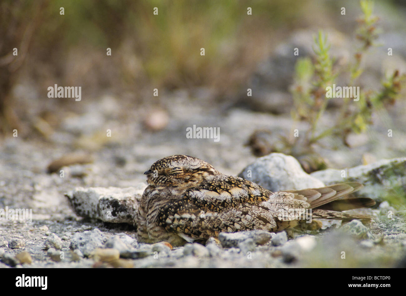 Lesser Nighthawk Chordeiles acutipennis female on nest camouflaged Lake ...