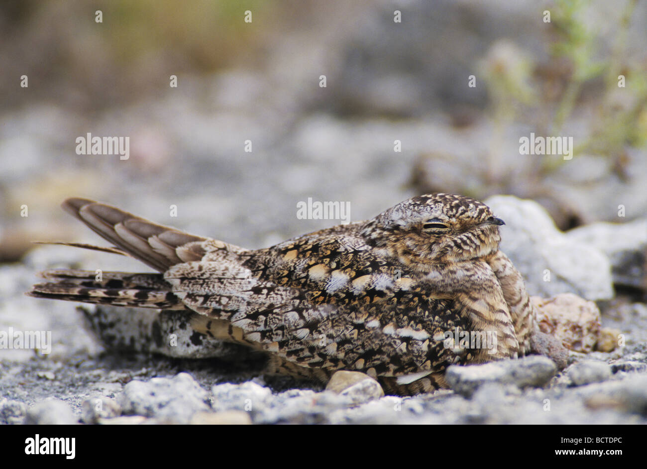 Lesser Nighthawk Chordeiles acutipennis female on nest camouflaged Lake ...