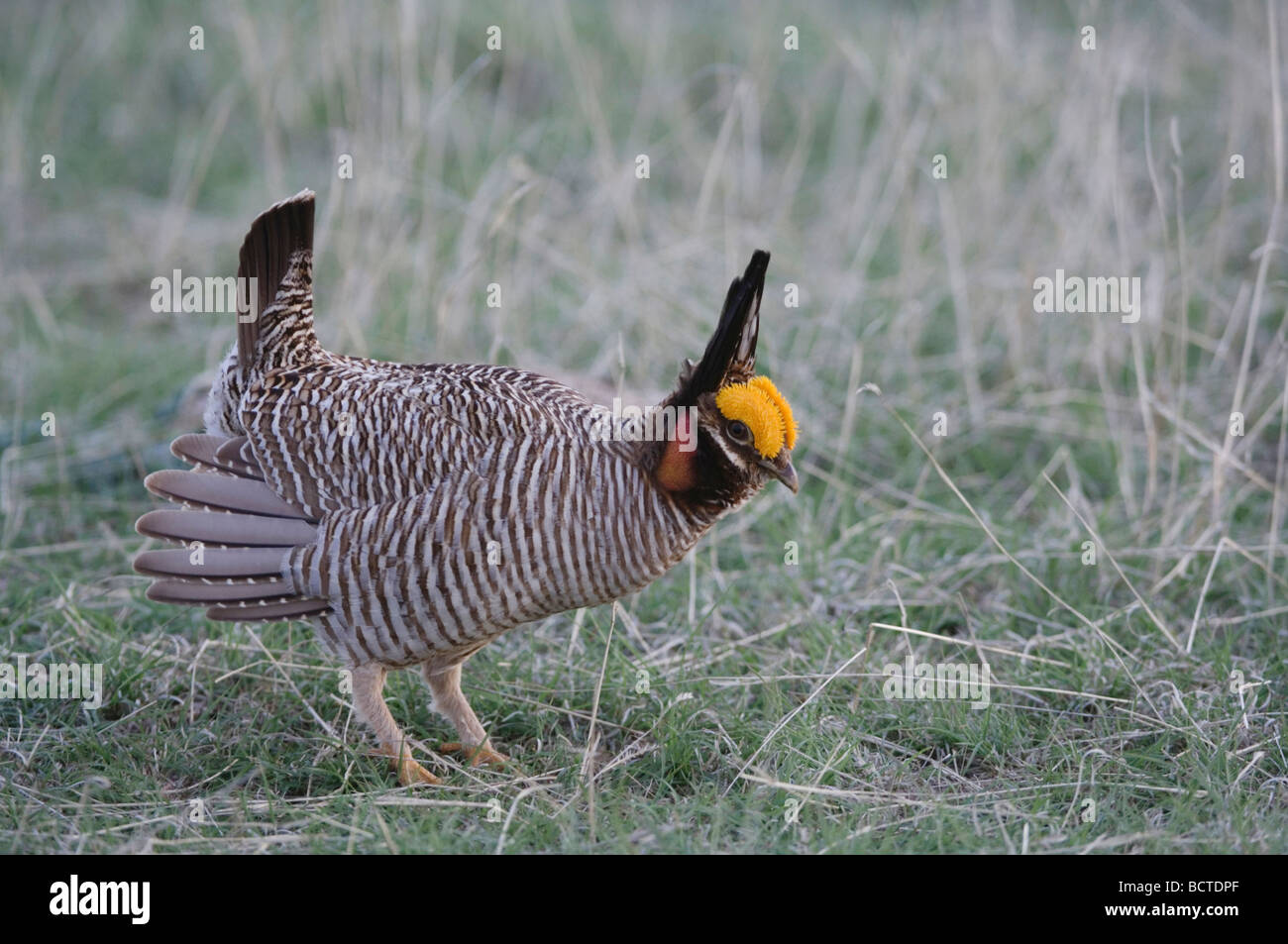 Lesser Prairie Chicken Tympanuchus pallidicinctus male on lek ...
