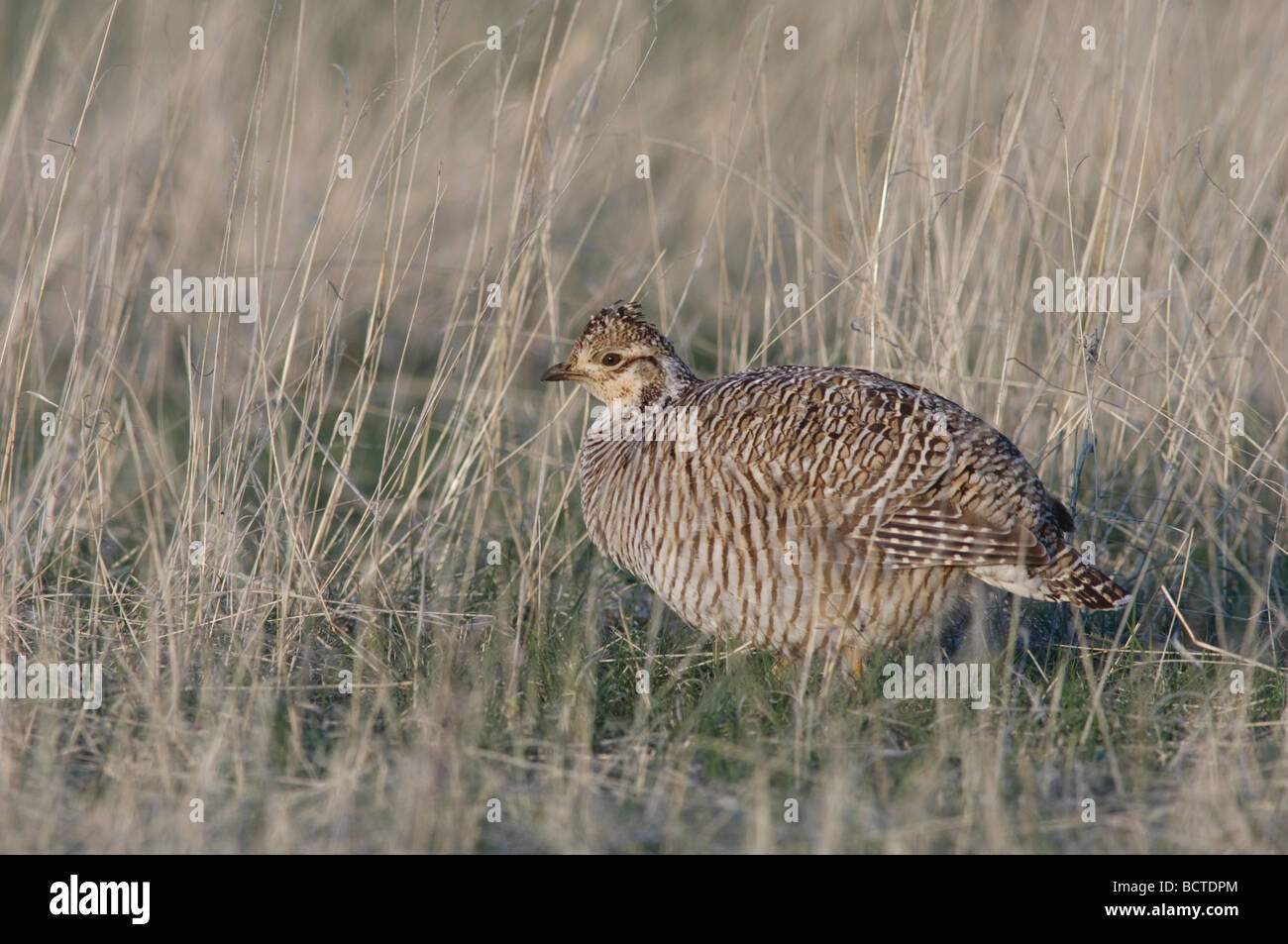 Lesser Prairie Chicken Tympanuchus pallidicinctus female on lek ...