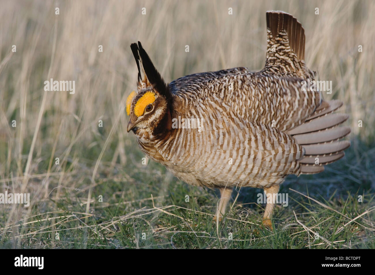 Crested grouse hi-res stock photography and images - Alamy