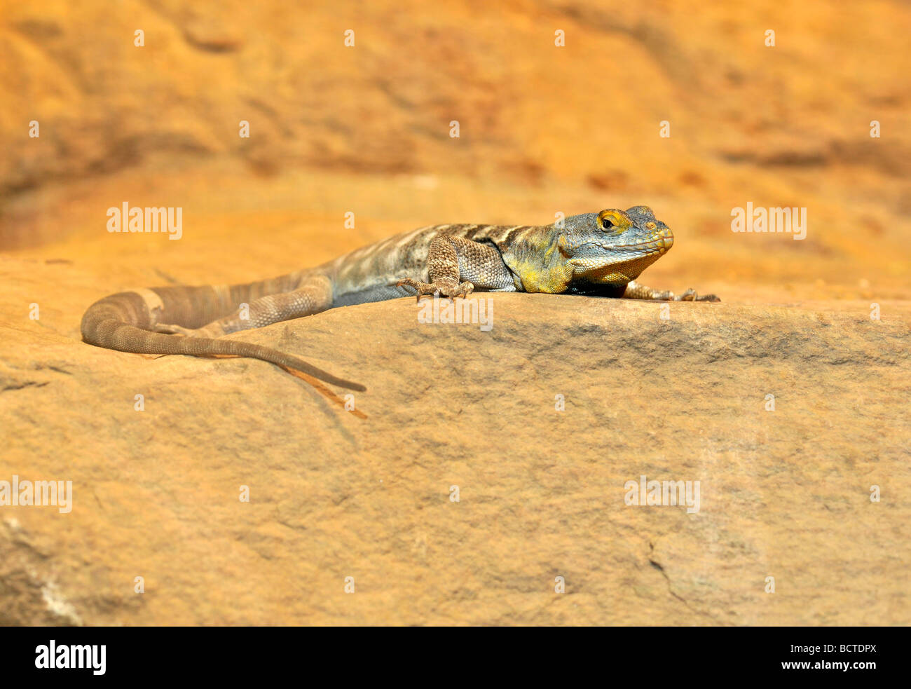 Leguan lizard hi-res stock photography and images - Alamy