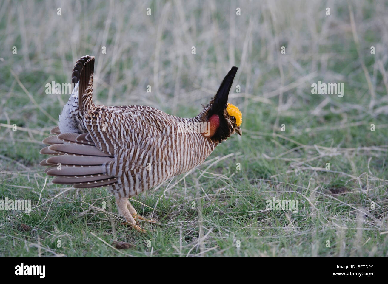 Lesser Prairie Chicken Tympanuchus pallidicinctus male on lek ...