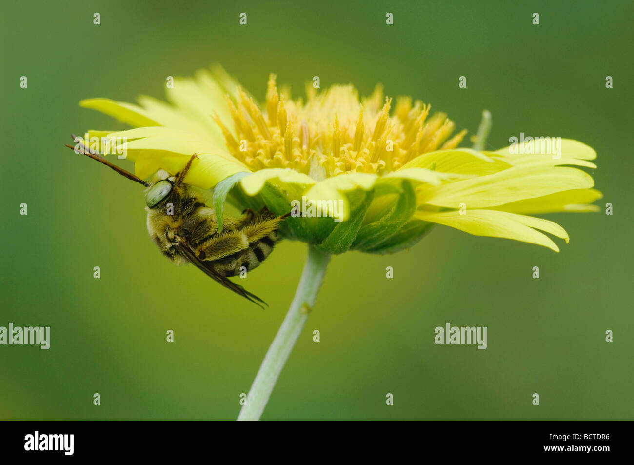Bee on Golden Crownbeard Verbesina encelioides Willacy County Rio ...