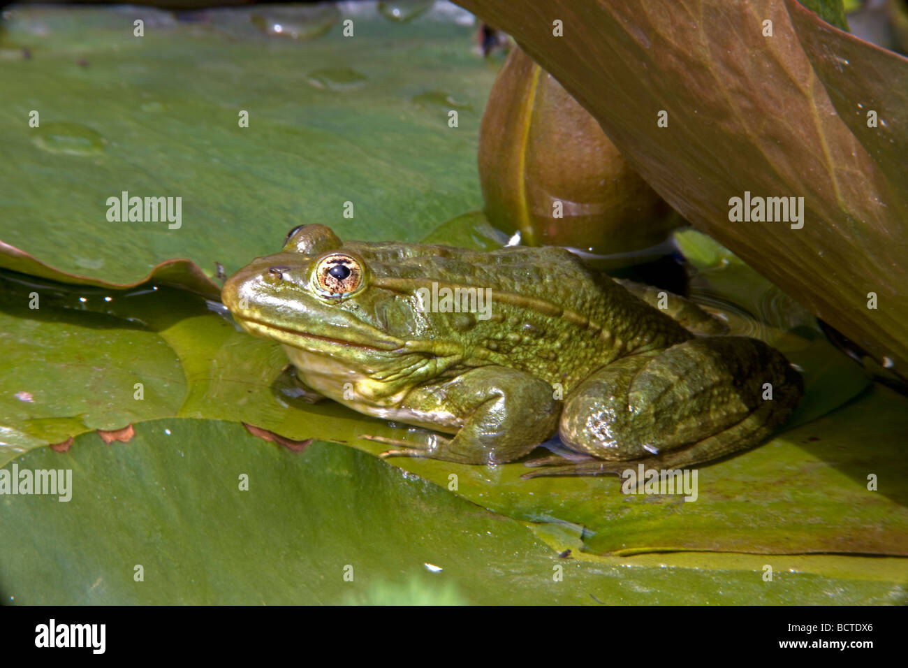 Chiricahua Leopard Frog (Rana chiricahuensis) Arizona - USA - Also ...