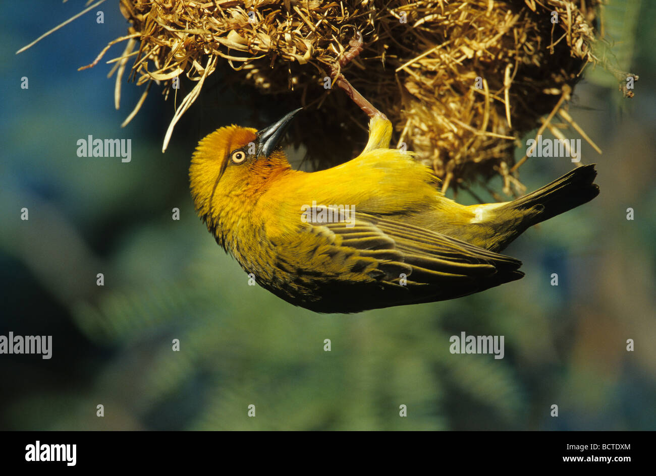 Weaver bird building nest hi-res stock photography and images - Alamy