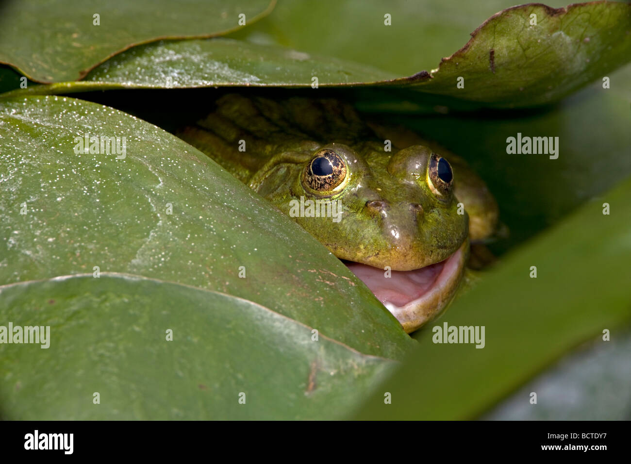 Chiricahua Leopard Frog (Rana chiricahuensis) Arizona - USA - Also known as Ramsey Canyon ...