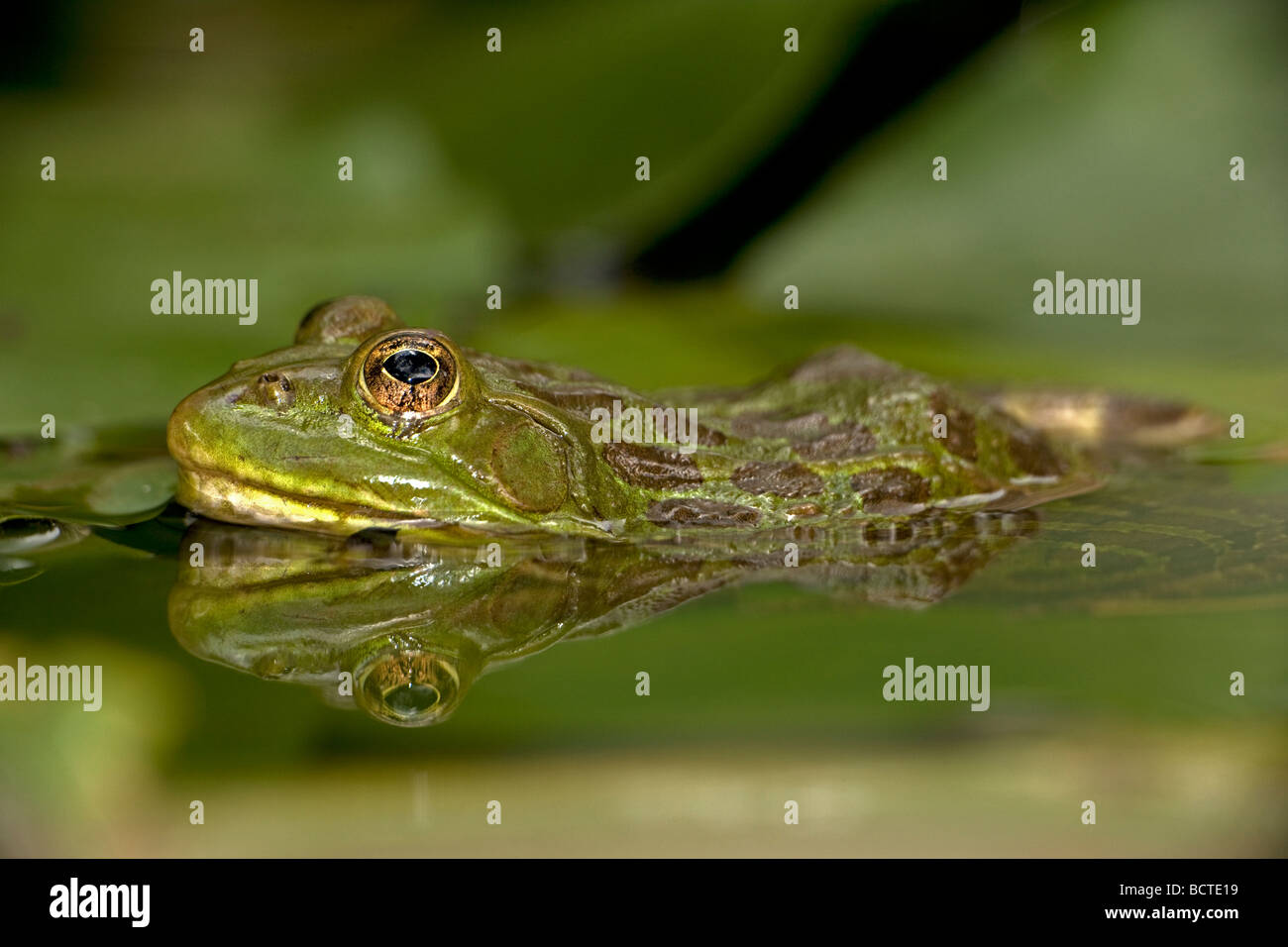 Chiricahua Leopard Frog (Rana chiricahuensis) Arizona - USA - Also known as Ramsey Canyon ...
