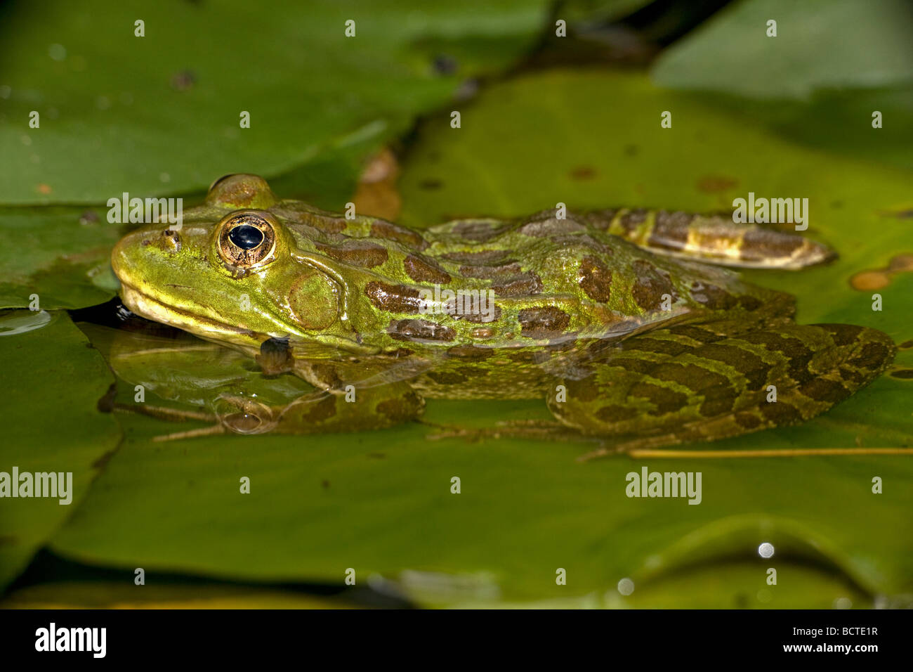 Chiricahua Leopard Frog (Rana chiricahuensis) Arizona - USA - Also ...