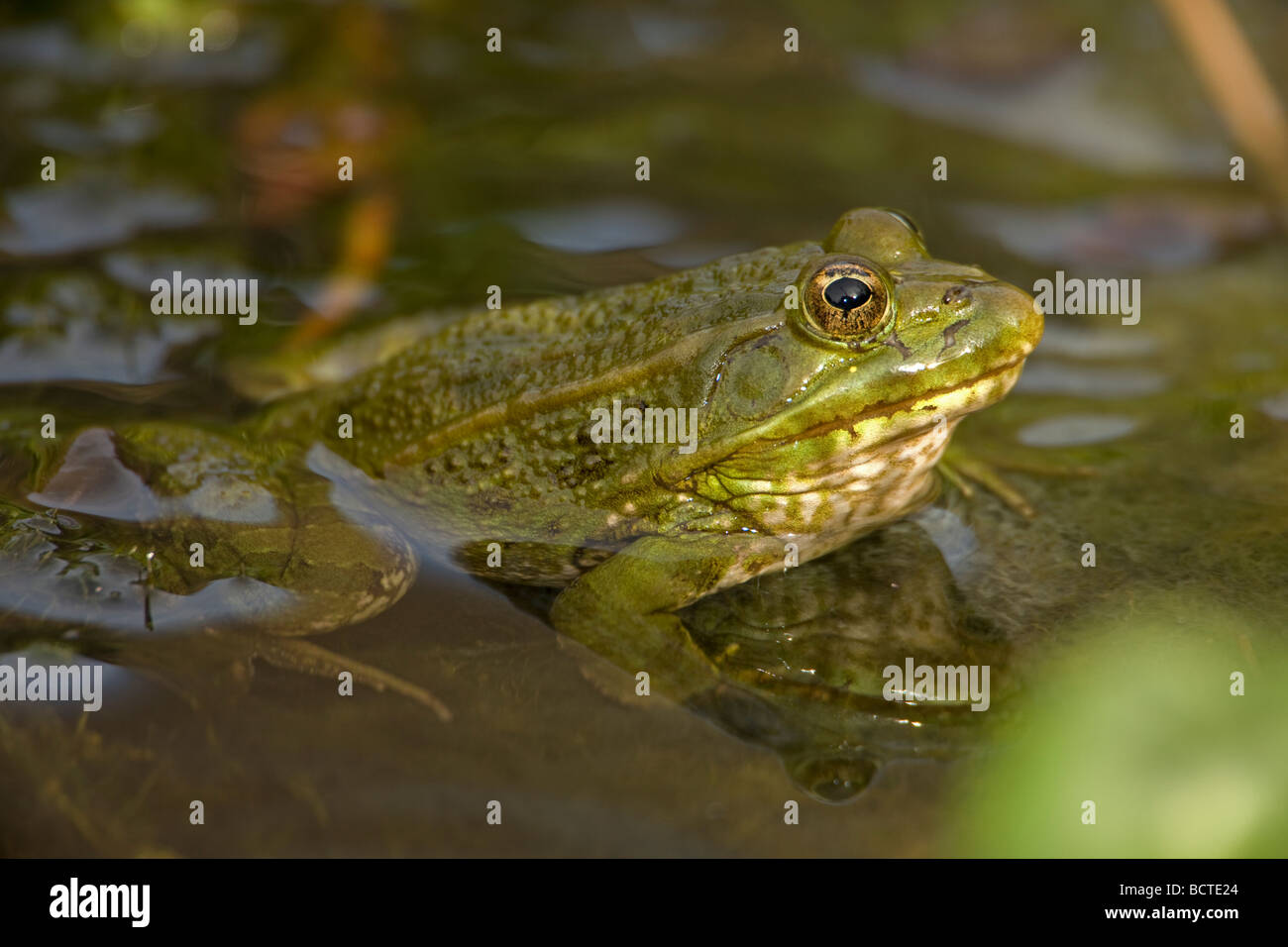 Chiricahua Leopard Frog (Rana chiricahuensis) Arizona - USA - Also known as Ramsey Canyon ...
