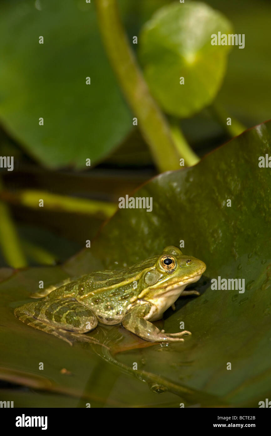 Chiricahua Leopard Frog (Rana chiricahuensis) Arizona - USA - Also known as Ramsey Canyon ...