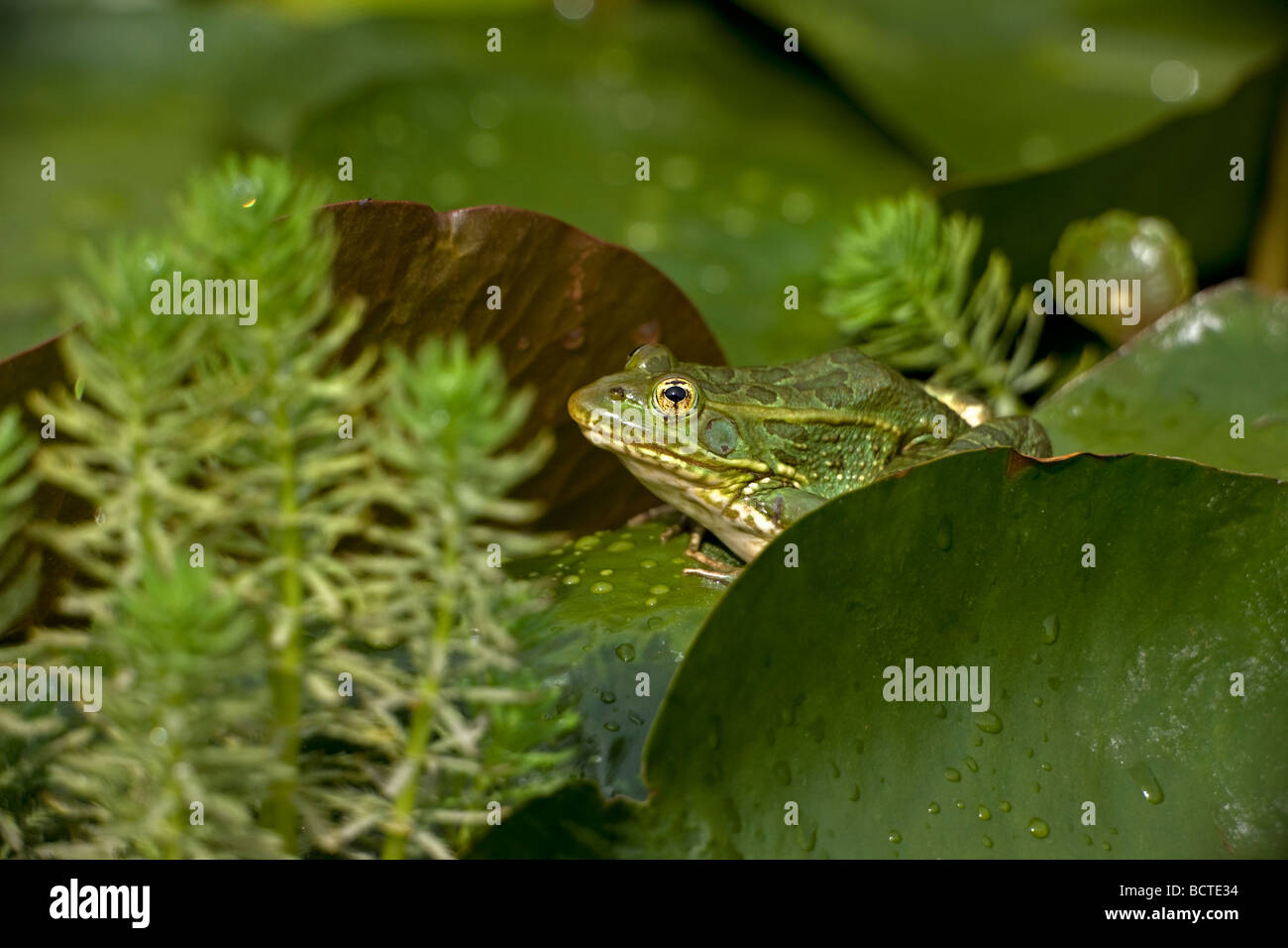 Chiricahua Leopard Frog (Rana chiricahuensis) Arizona - USA - Also known as Ramsey Canyon ...
