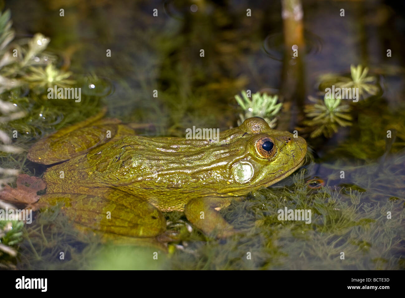Chiricahua Leopard Frog (Rana chiricahuensis) -Arizona - USA - Also known as Ramsey Canyon ...