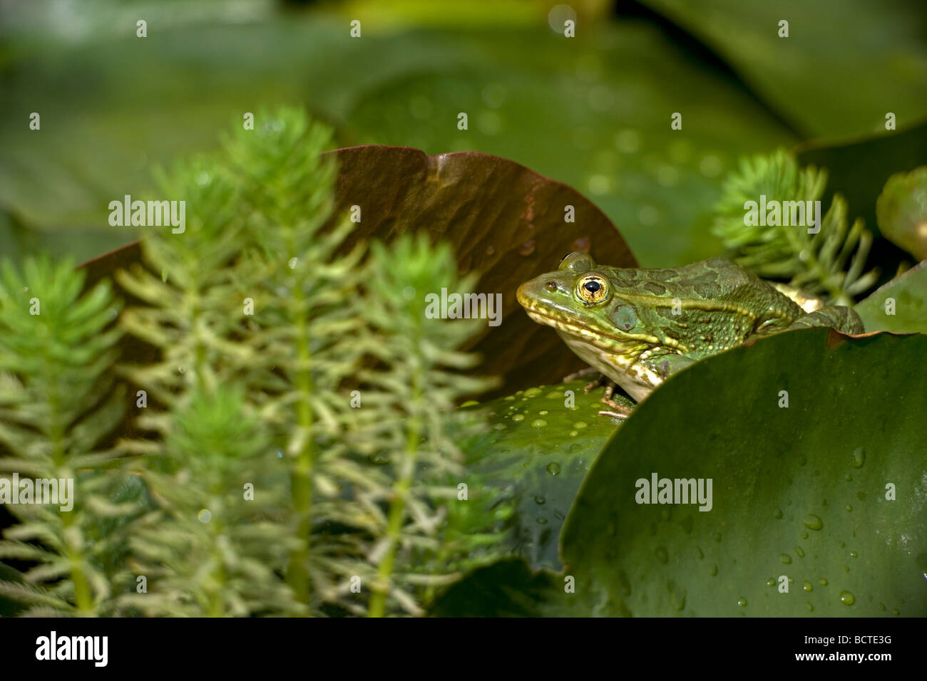 Chiricahua Leopard Frog (Rana chiricahuensis) Arizona - USA - Also known as Ramsey Canyon ...