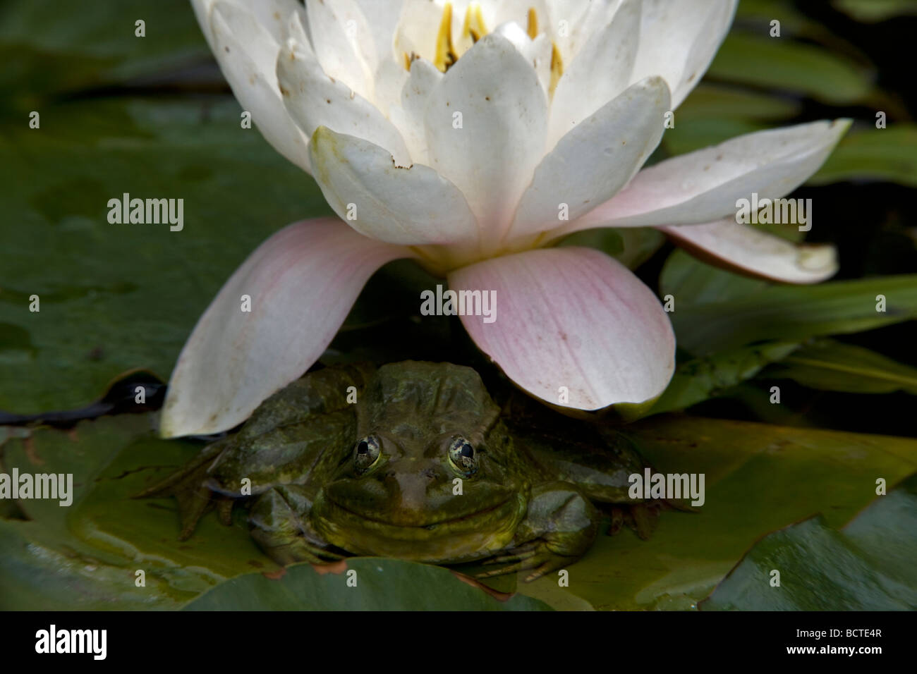Chiricahua Leopard Frog (Rana chiricahuensis) On lily pad with blossom -Arizona - USA - Also ...