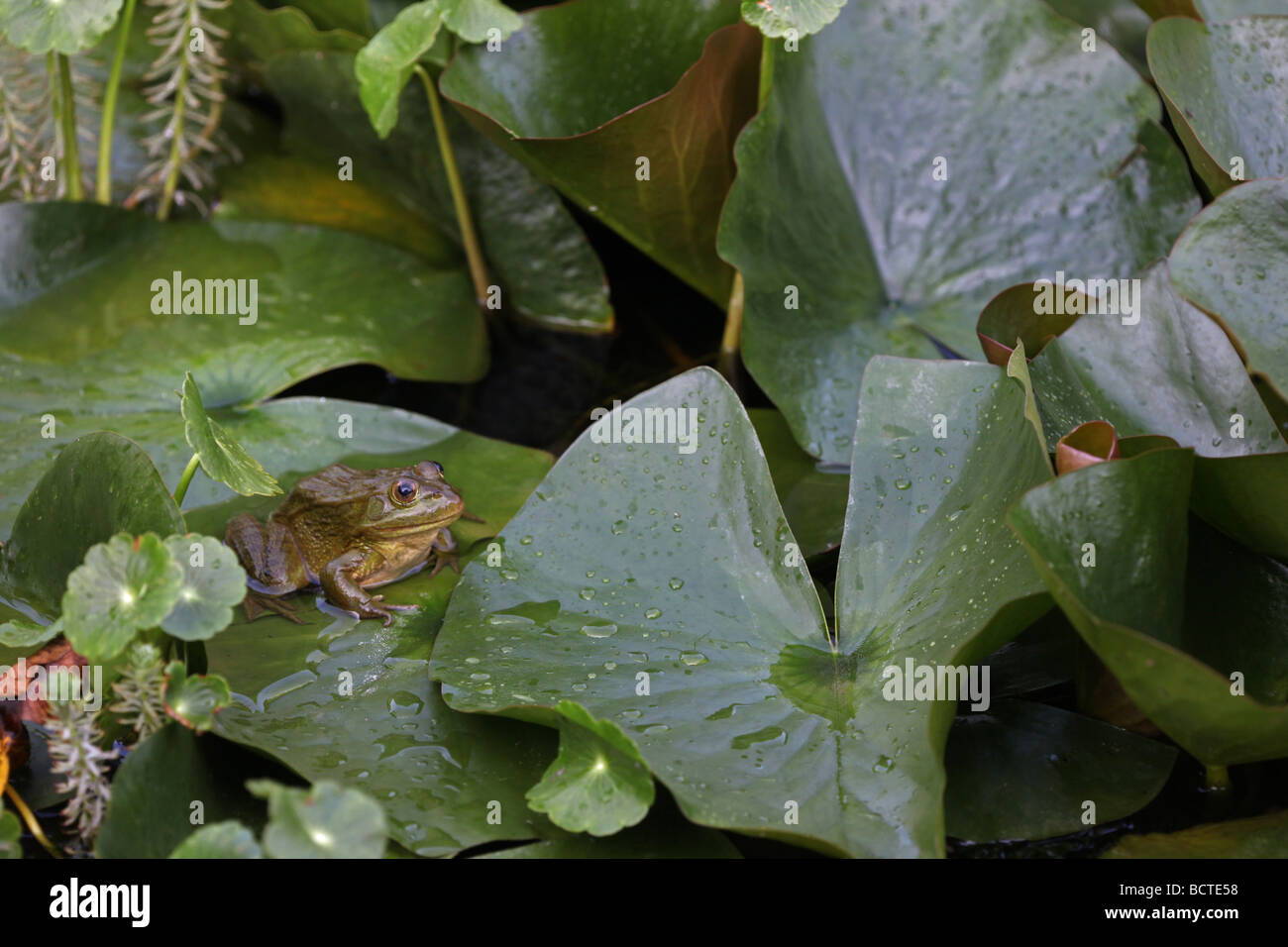 Chiricahua Leopard Frog (Rana chiricahuensis) -Arizona - USA - Also known as Ramsey Canyon ...
