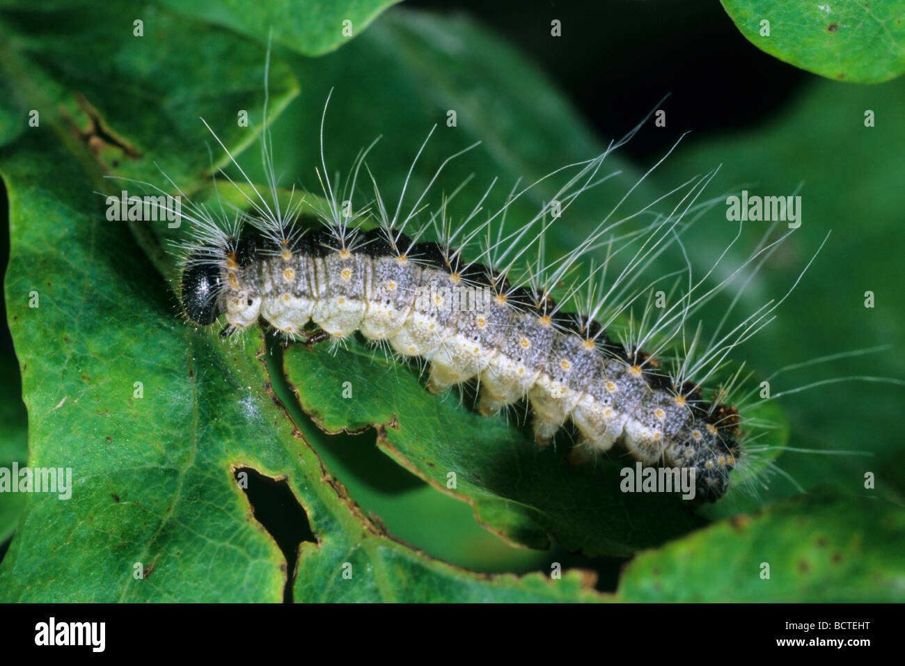 Oak processionary (Thaumetopoea processionea) caterpillar on an oak ...