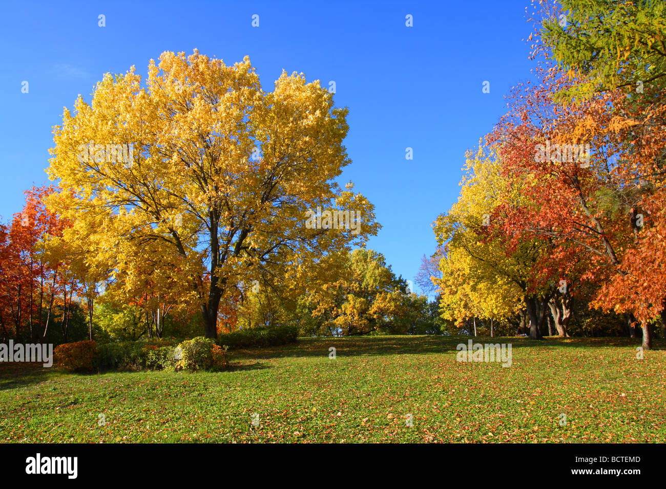 beautiful landscape with trees in aurumn park Stock Photo - Alamy