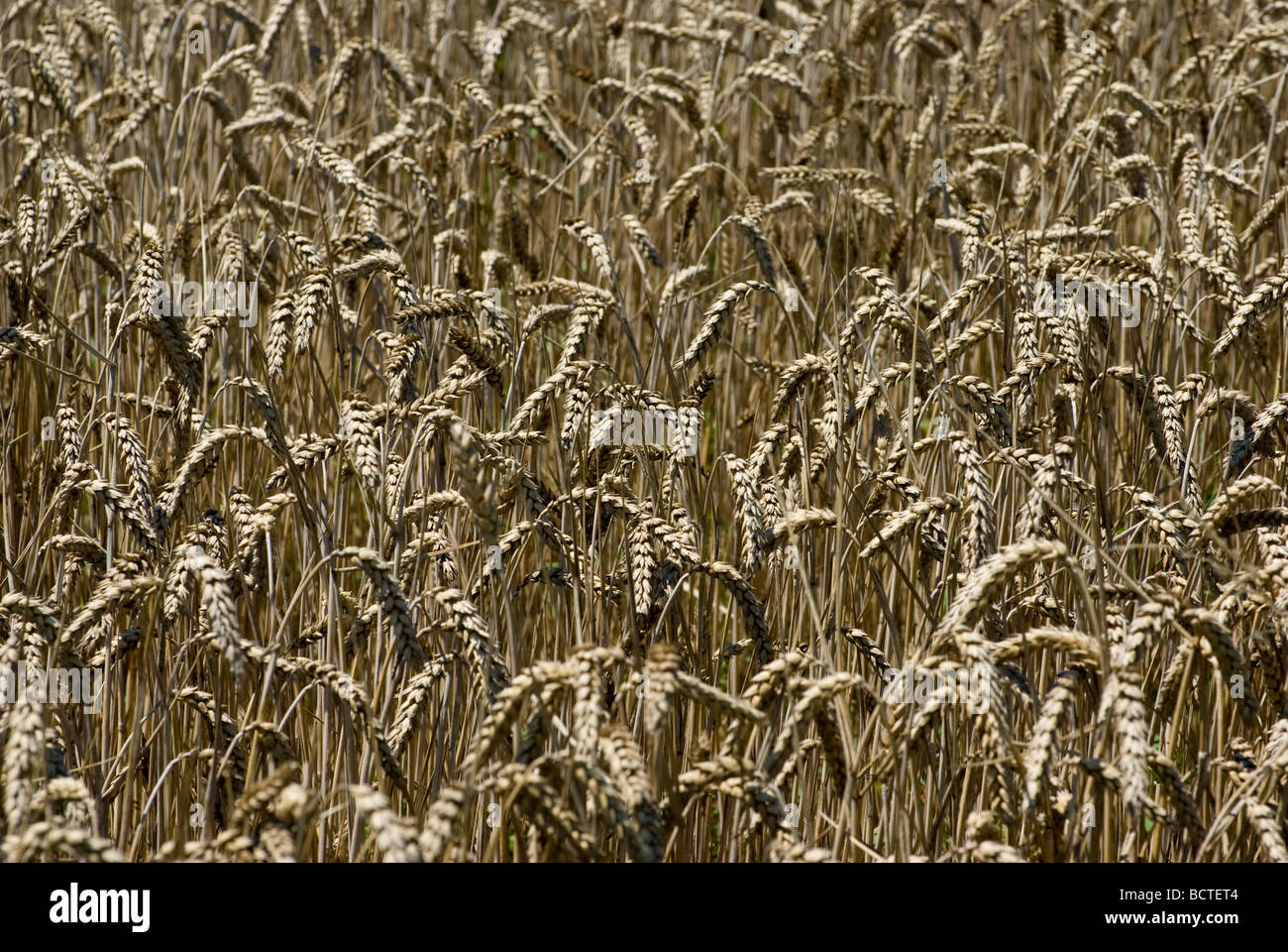 Crop fertility hi-res stock photography and images - Alamy