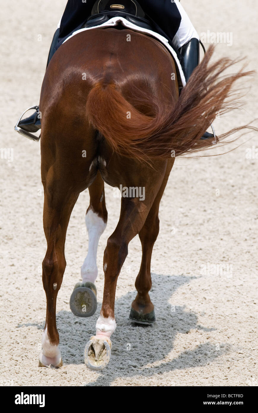 Competitive dressage hi-res stock photography and images - Alamy