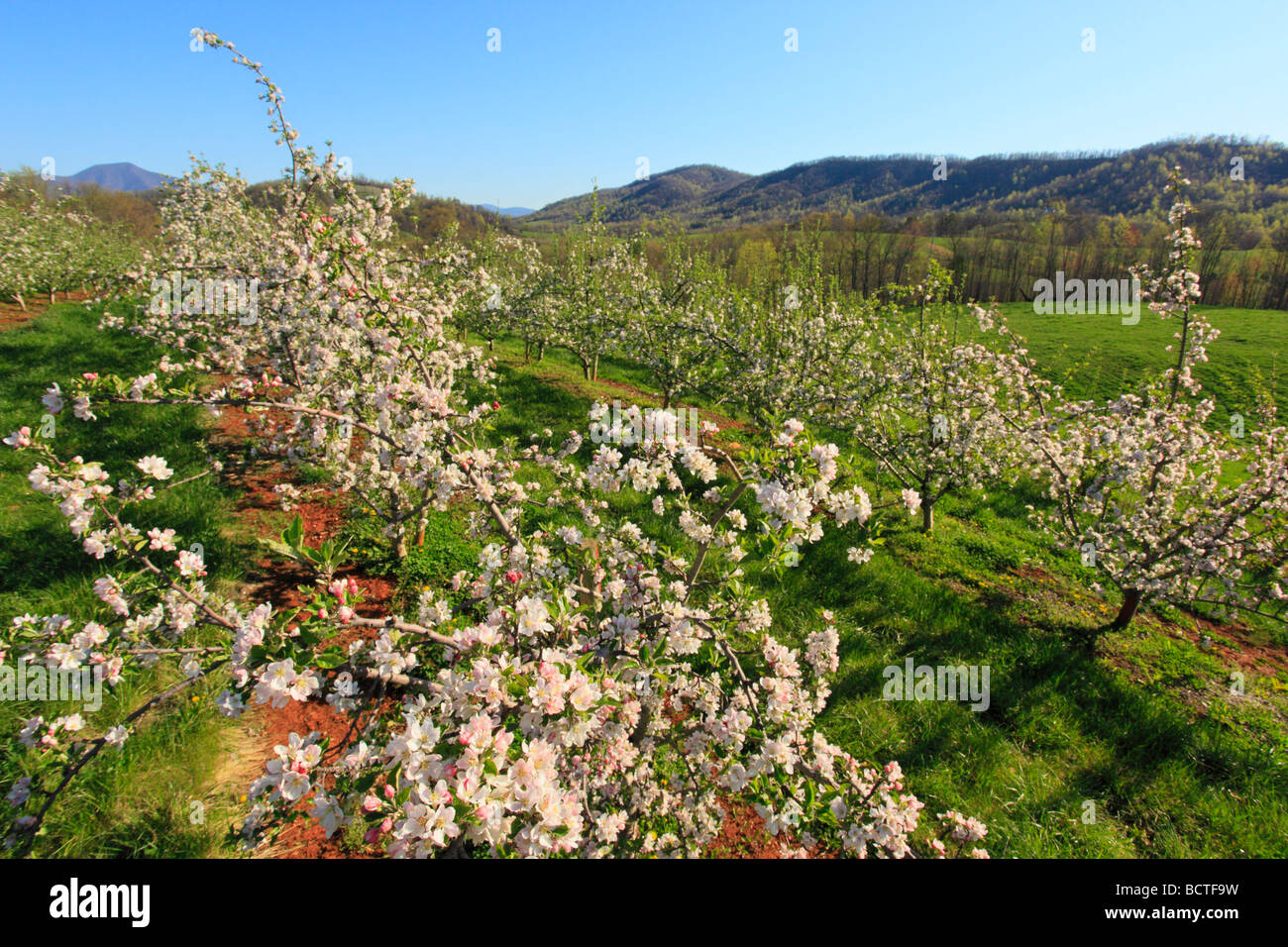Apple Orchard Roseland Nelson County Virginia Stock Photo - Alamy