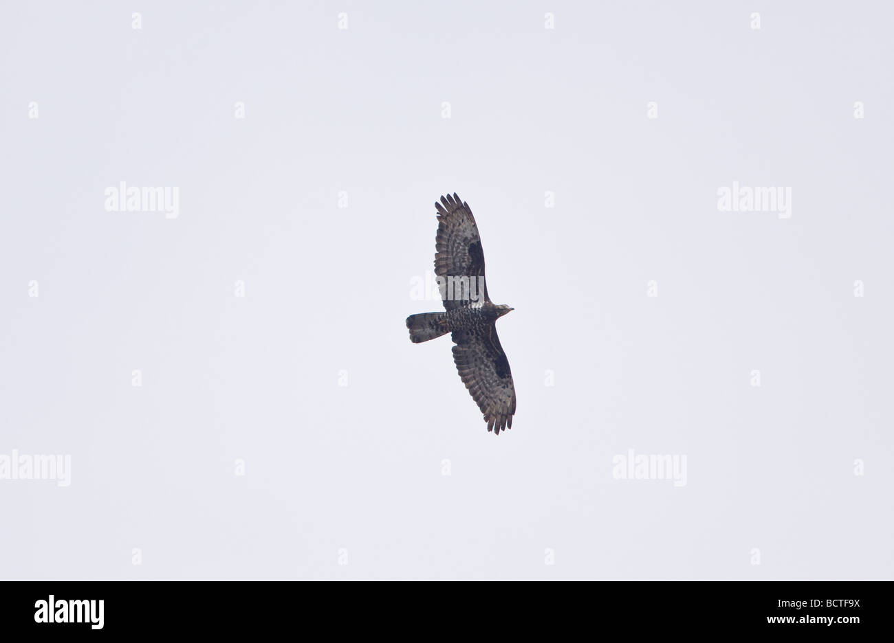 Honey Buzzard Pernis apivorus in flight showing underwing and belly ...