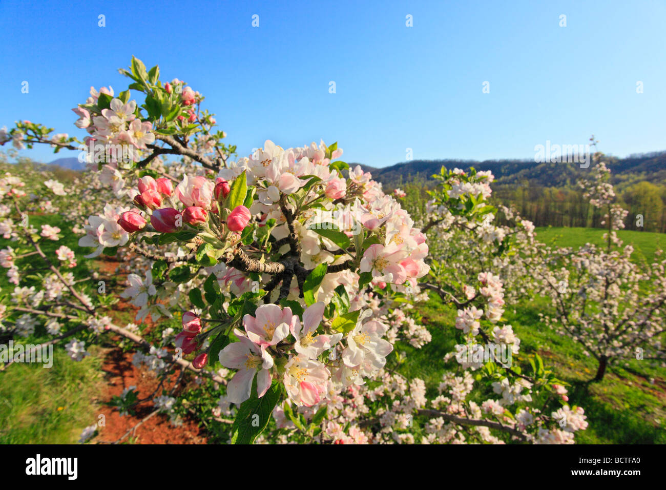 Apple Orchard Roseland Nelson County Virginia Stock Photo - Alamy