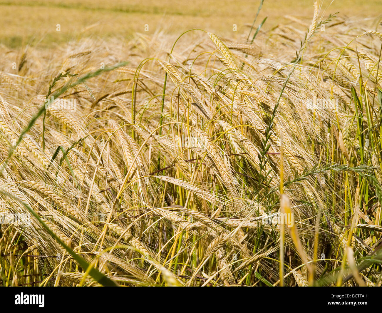 Golden wheat fields patterns hi-res stock photography and images - Alamy