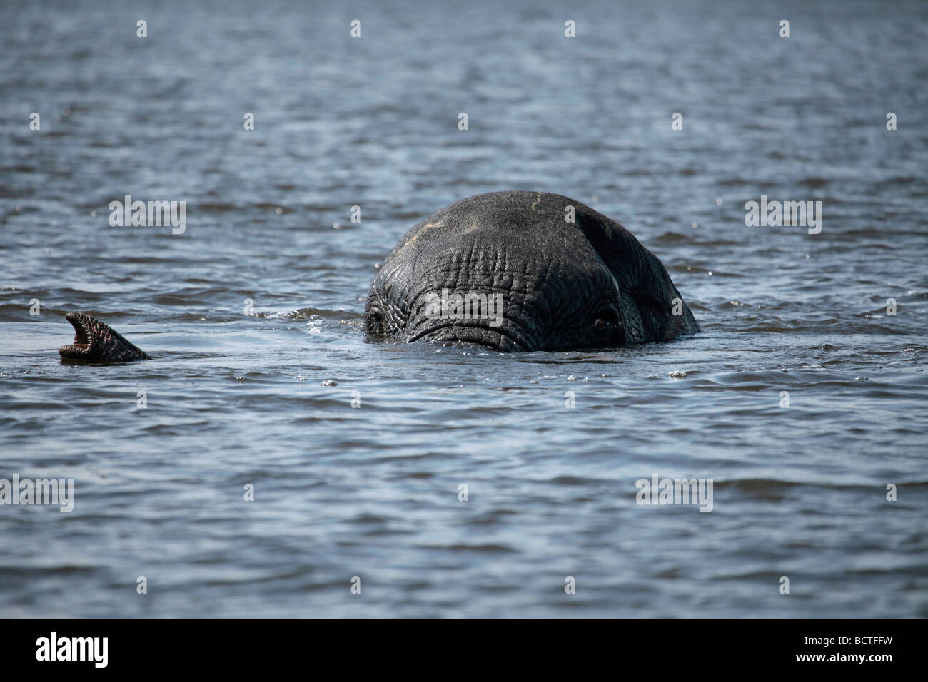 African Elephant swimming in the Chobe River, Botswana, using its trunk ...