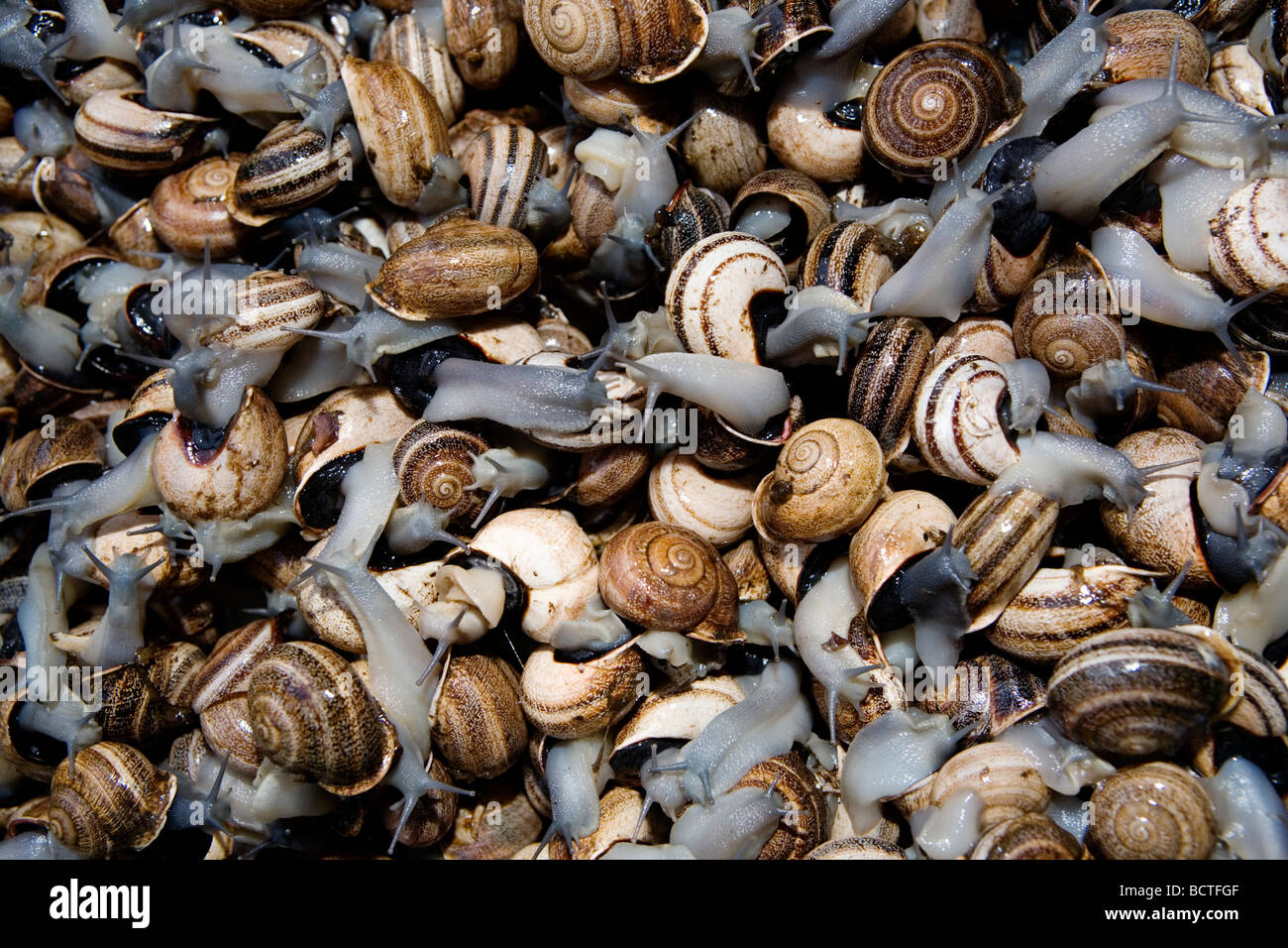 Snails (usually in a soup) are a popular appetizer in Marrakech ...