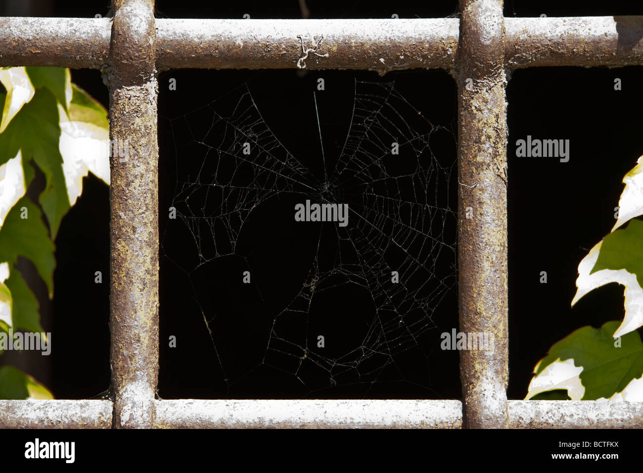 Broken spider web between bars in Tuscany italy Stock Photo - Alamy