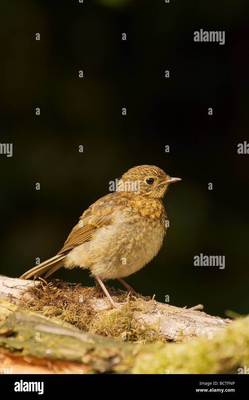 Baby garden birds hi-res stock photography and images - Alamy