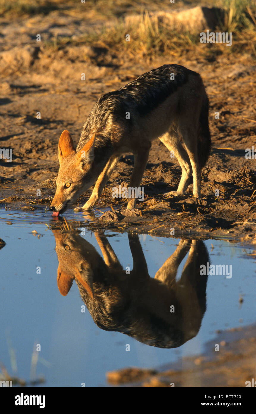 Black-backed Jackal (Canis mesomelas), mother and puppy, Etosha ...
