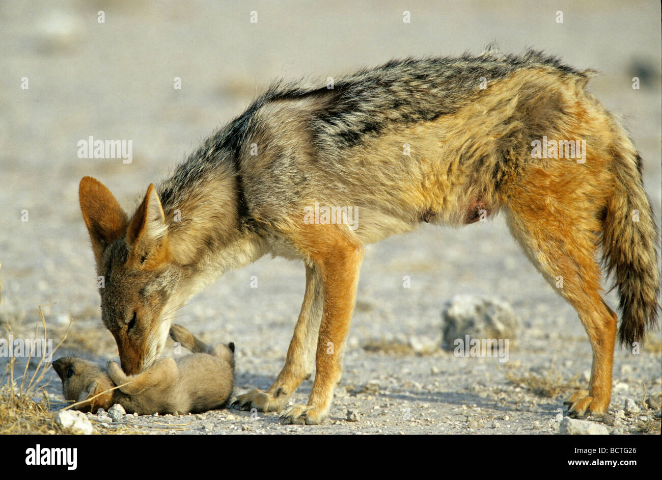 Black backed jackal mother and pups hi-res stock photography and images ...