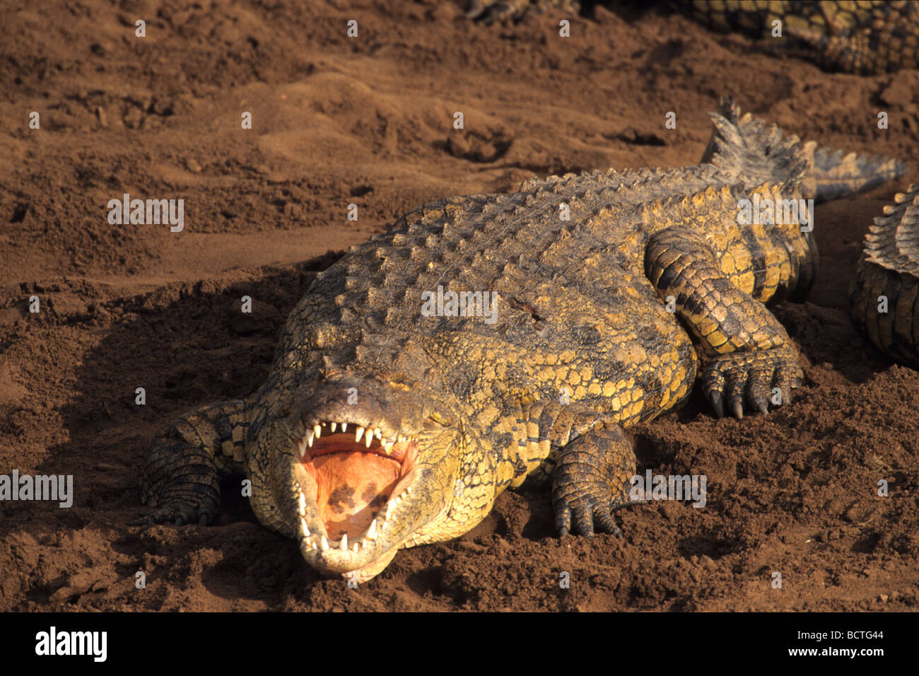Frontal view crocodiles hi-res stock photography and images - Alamy