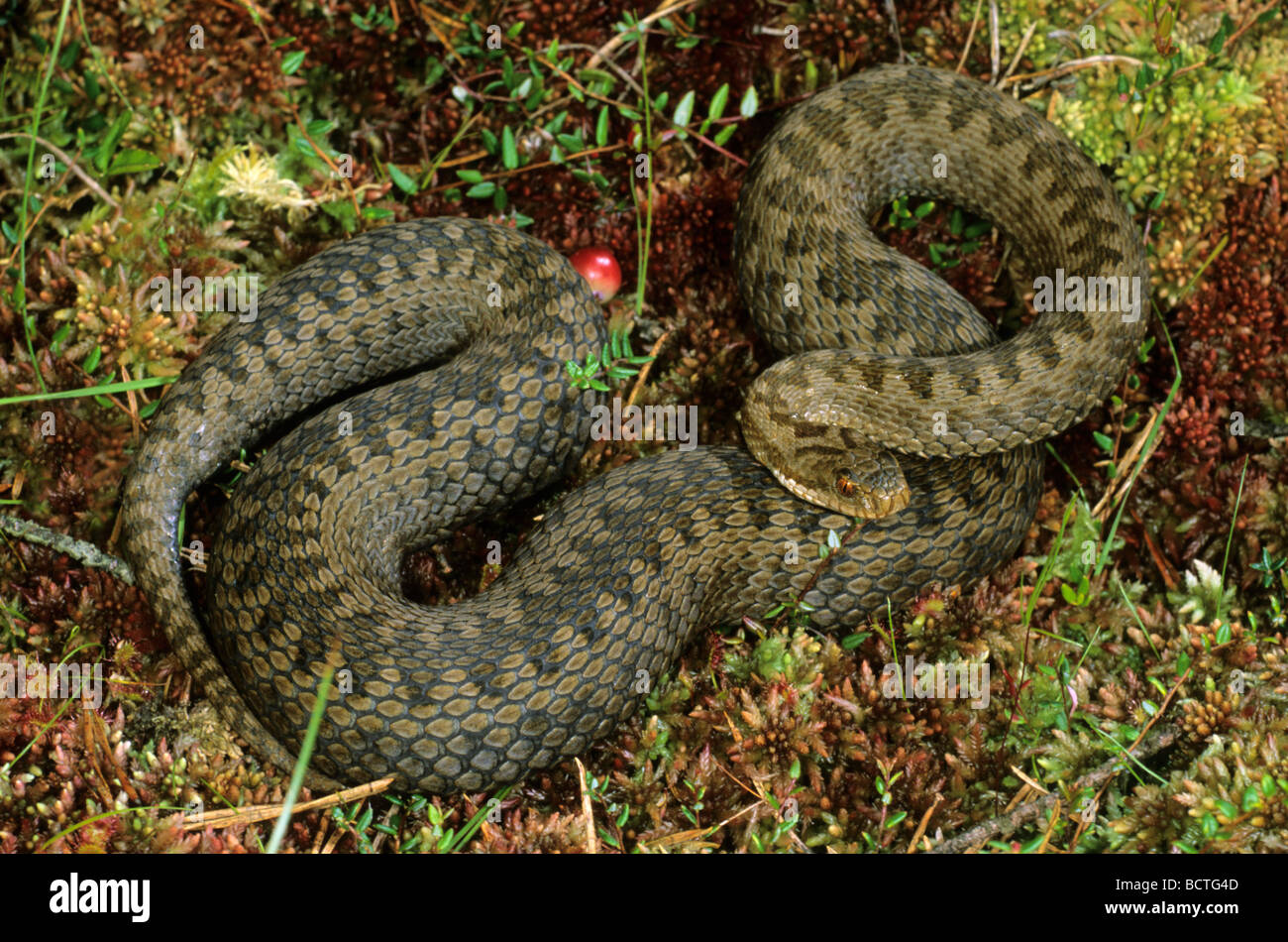 Pregnant Snake Giving Birth