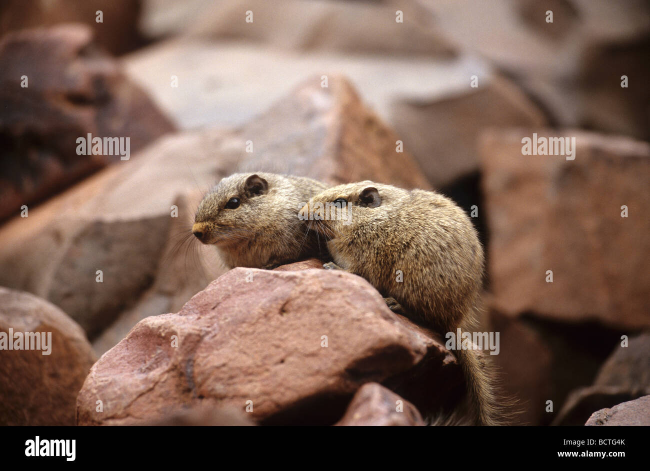 Dassie Rat (Petromus typicus Stock Photo - Alamy