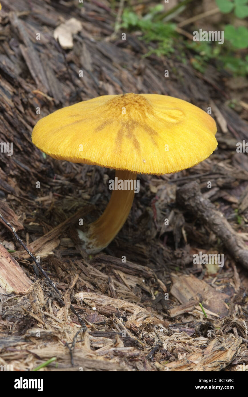 Toadstool mushroom hi-res stock photography and images - Alamy