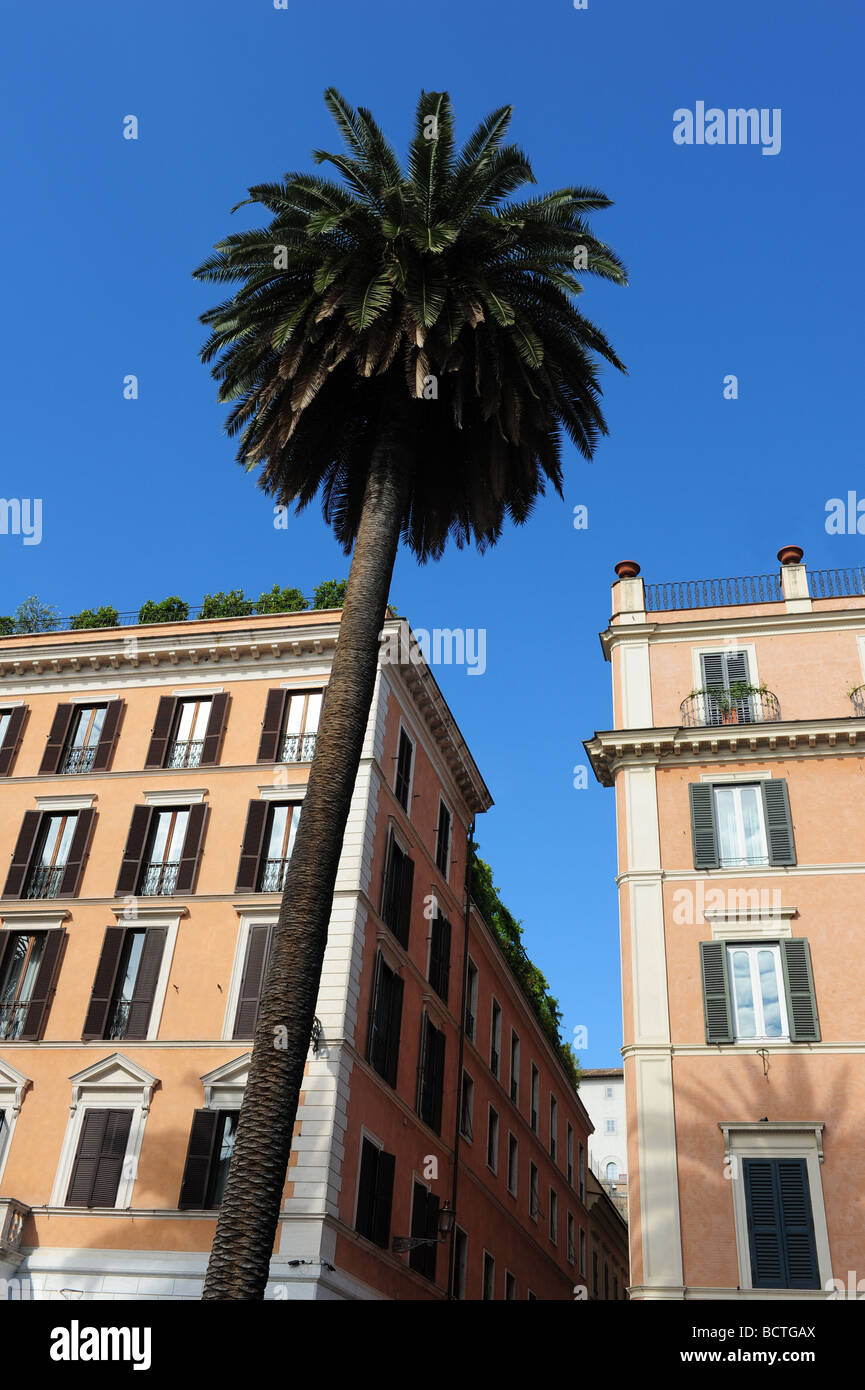 Rome palm tree hi-res stock photography and images - Alamy