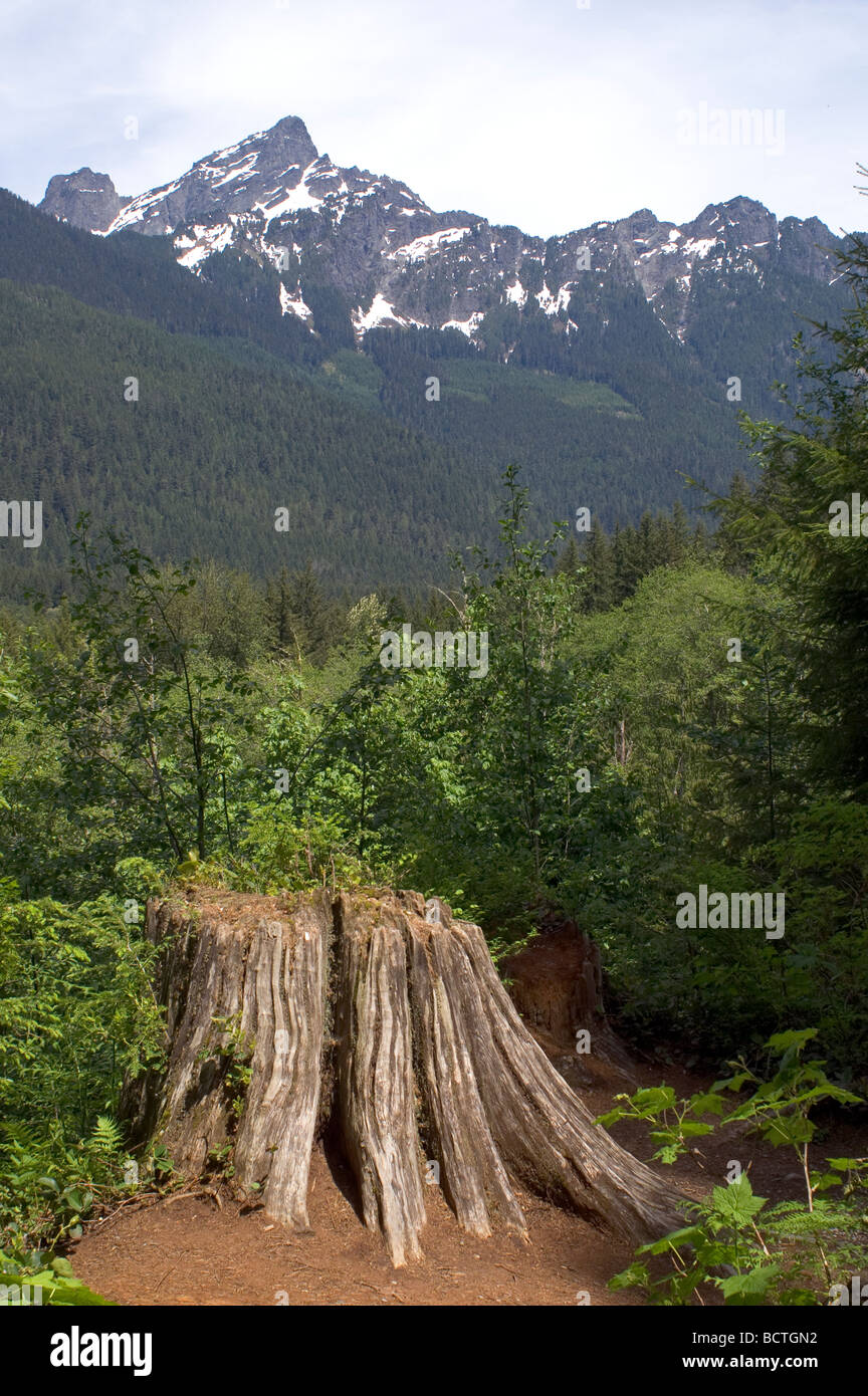 Tree stump in the woods and Mountain Peak in the North Cascades Stock ...