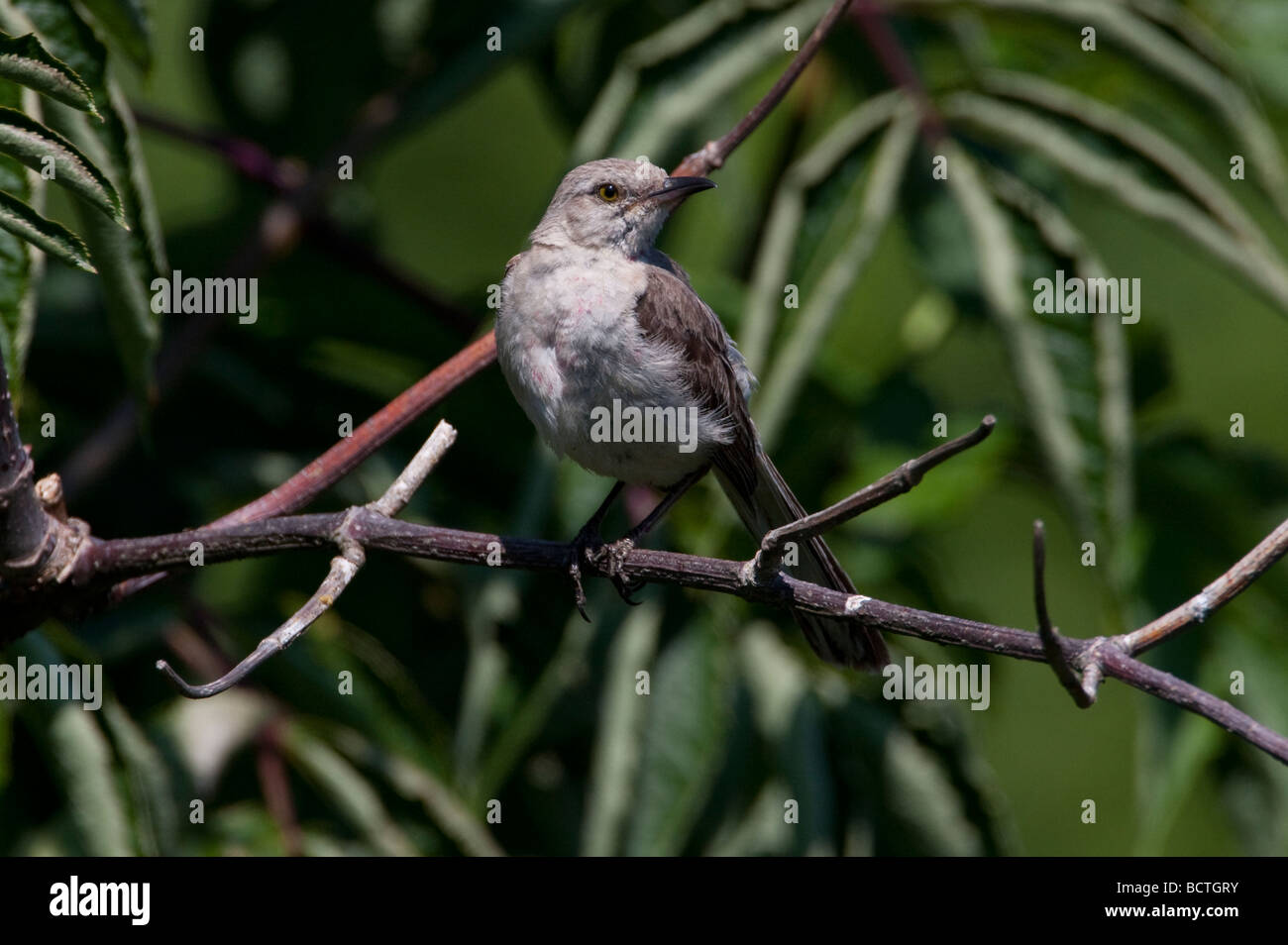 Northern Mockingbird Mimus polyglottos perched in a tree after feeding ...