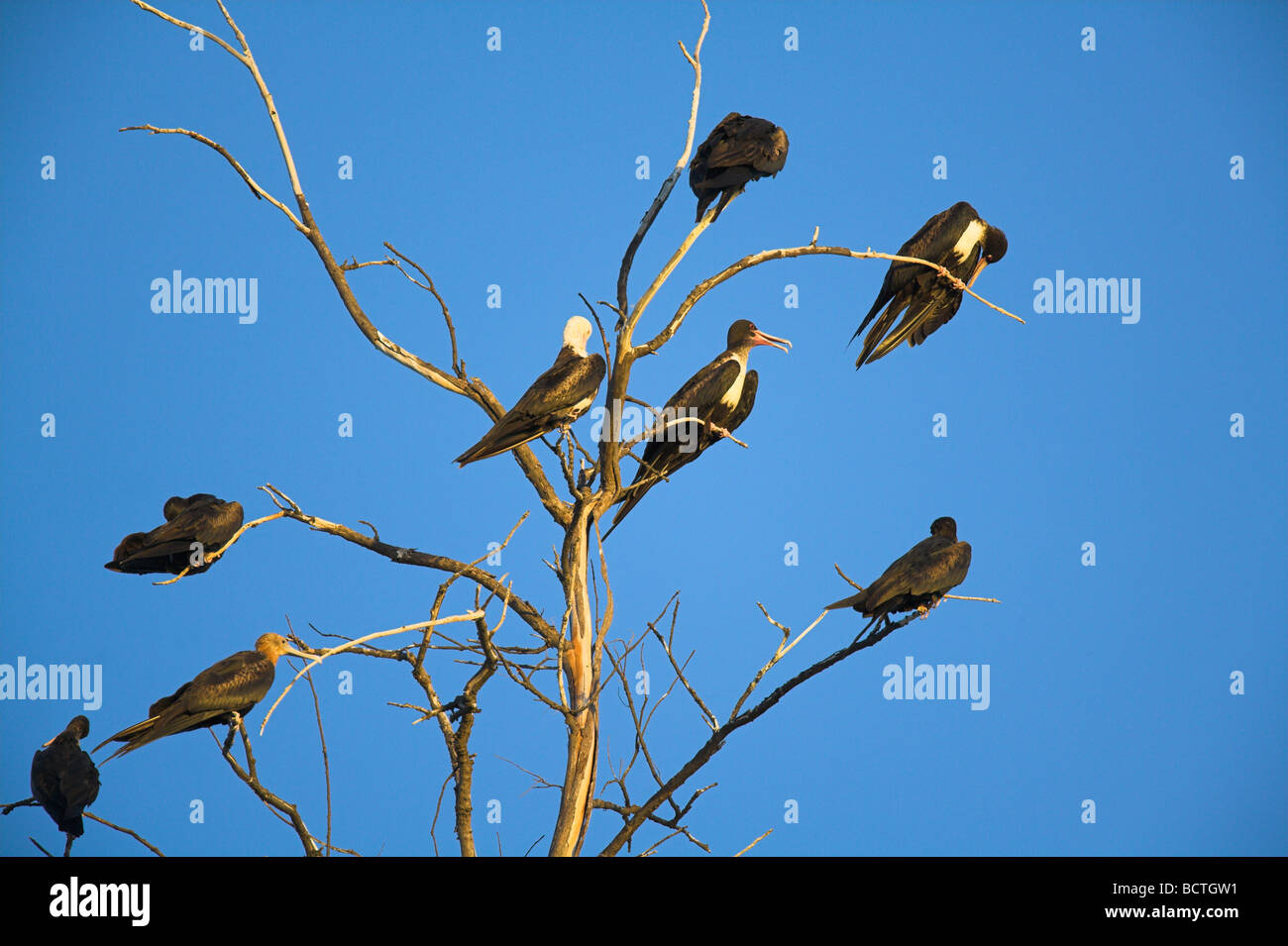 Lesser frigate bird hi-res stock photography and images - Alamy