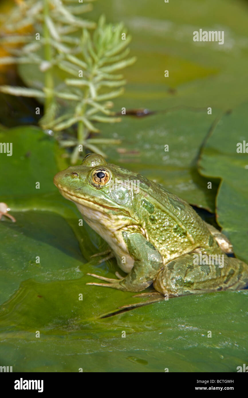 Chiricahua Leopard Frog (Rana chiricahuensis) Arizona - USA - Also ...