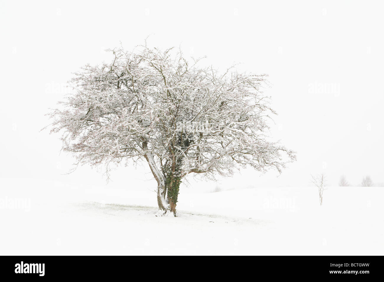 Single tree in snow Stock Photo - Alamy
