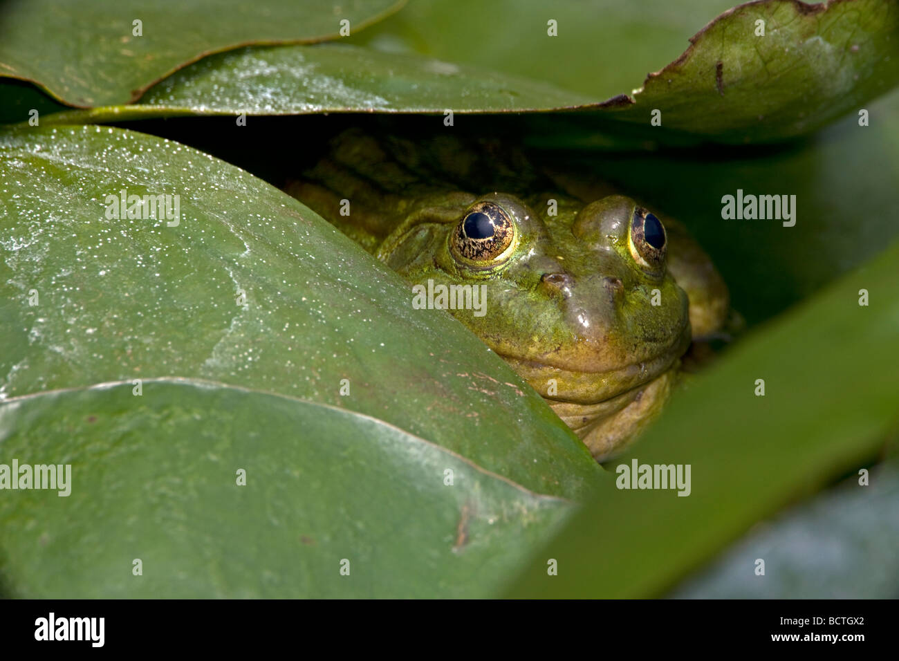 Chiricahua Leopard Frog (Rana chiricahuensis) Arizona - USA - Also known as Ramsey Canyon ...