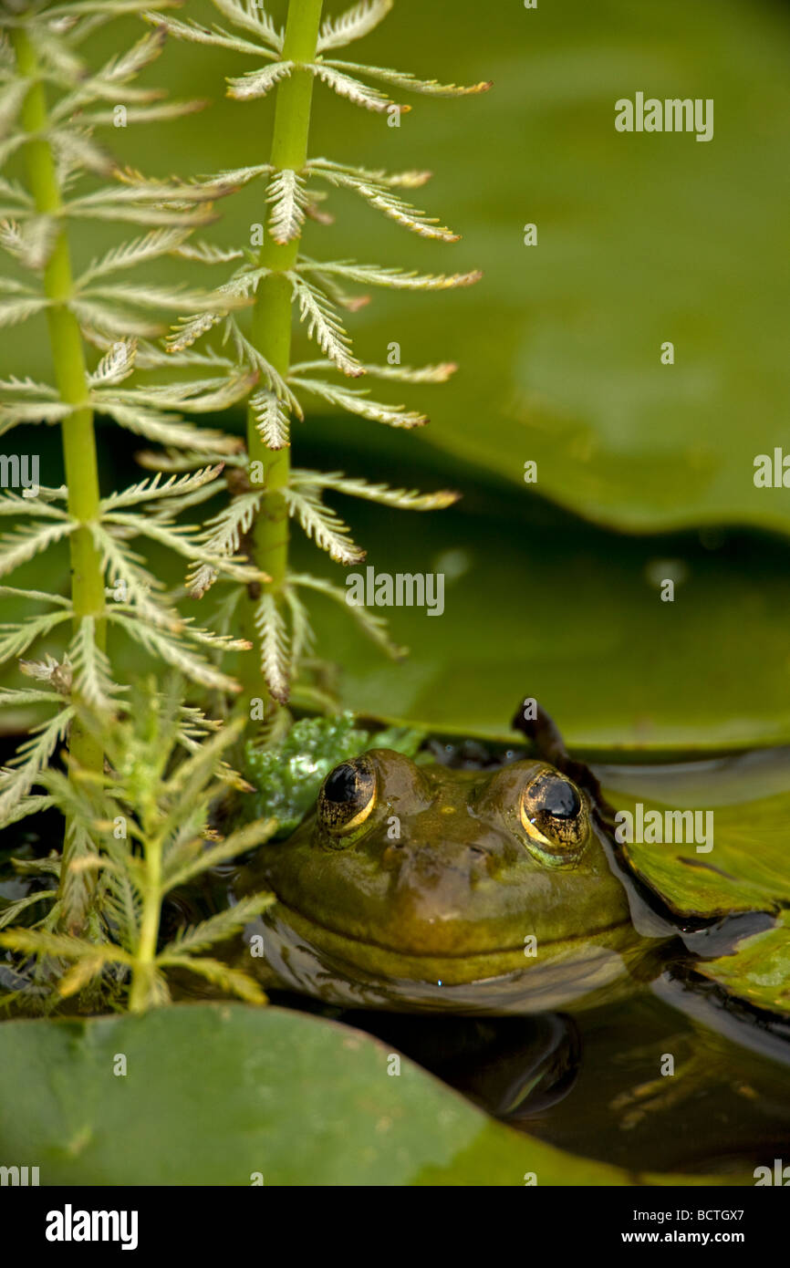 Chiricahua Leopard Frog (Rana chiricahuensis) - Peaking out of lily pad - Arizona - USA - AKA ...