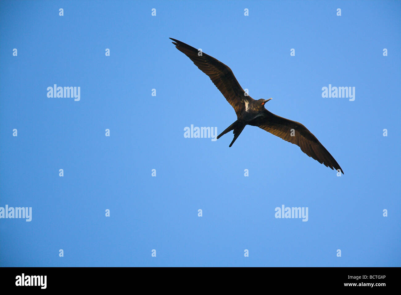 Lesser Frigatebird Fregata ariel male in flight against blue sky on ...