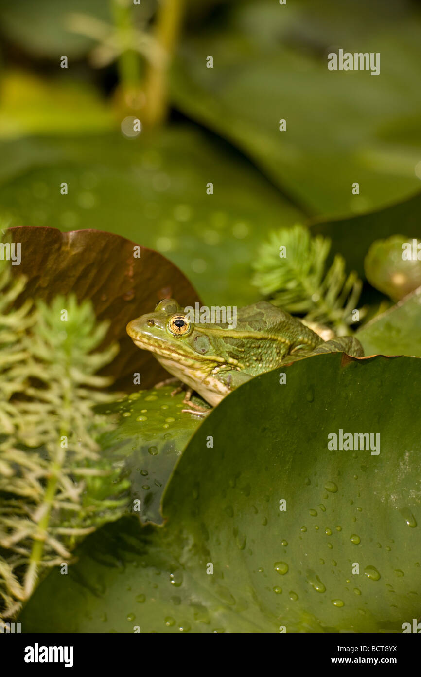 Chiricahua Leopard Frog (Rana chiricahuensis) Arizona - USA - Also ...