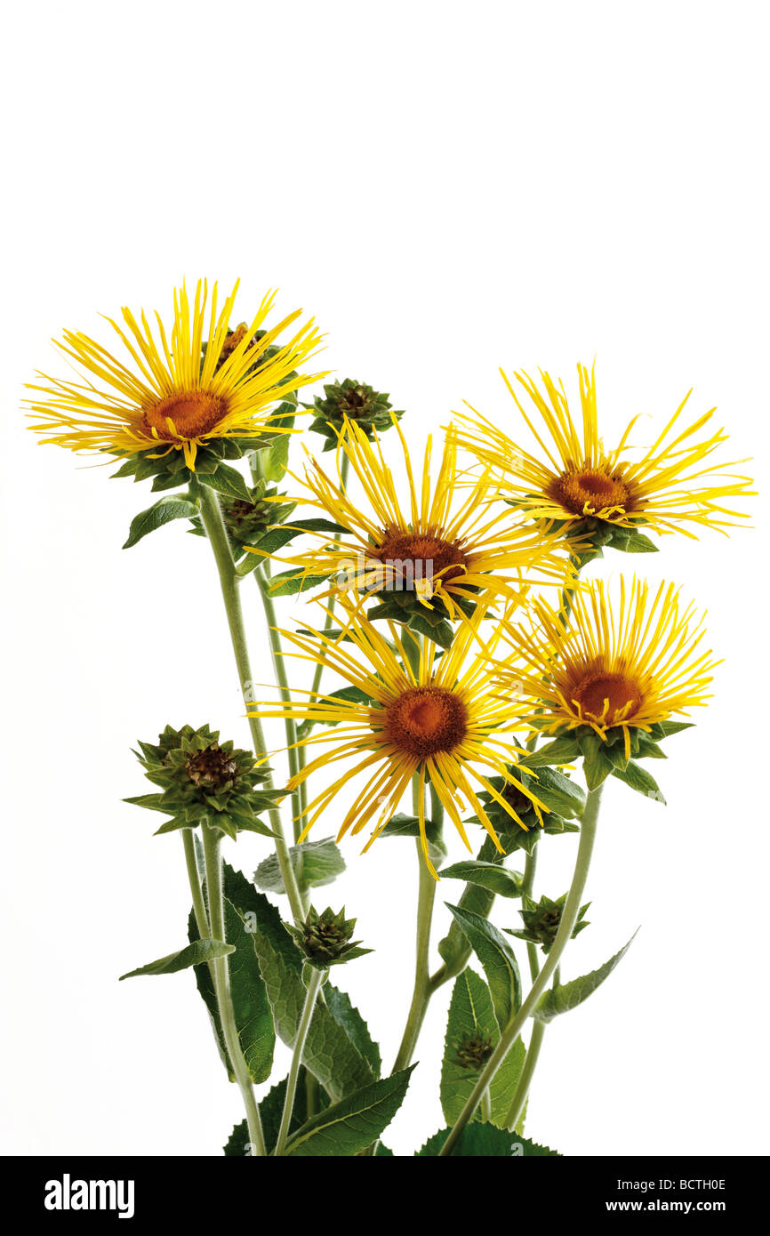 Inulas hi-res stock photography and images - Alamy