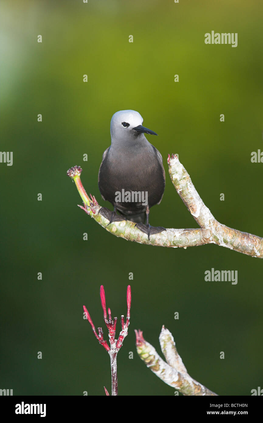Lesser noddy hi-res stock photography and images - Alamy